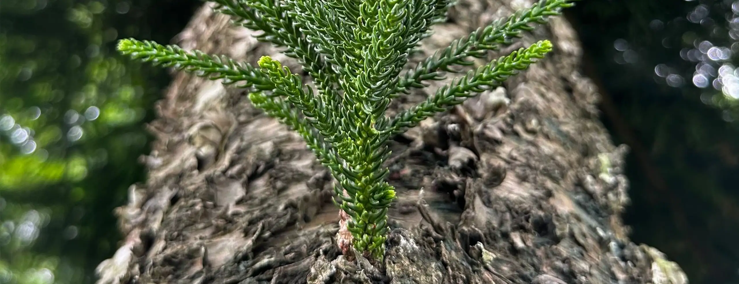 α-Terpineol, A Natural Monoterpene: A Review Of Its Biological ...